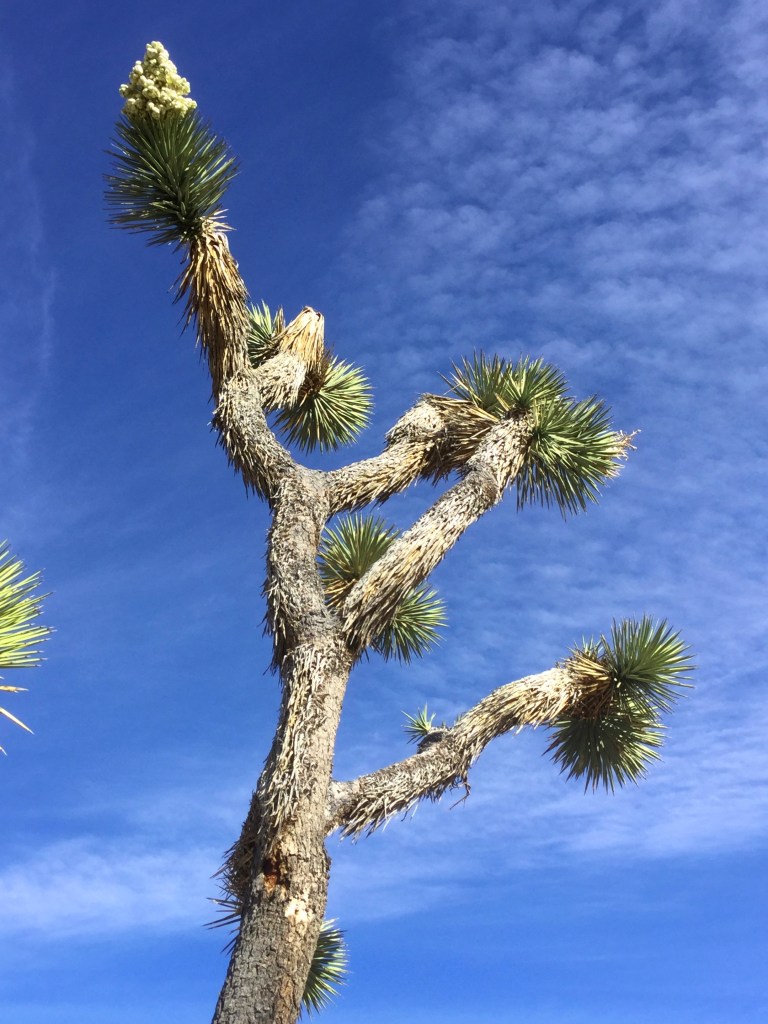 Happy Birthday, Minerva Hamilton Hoyt, and Thank You for Joshua Tree ...