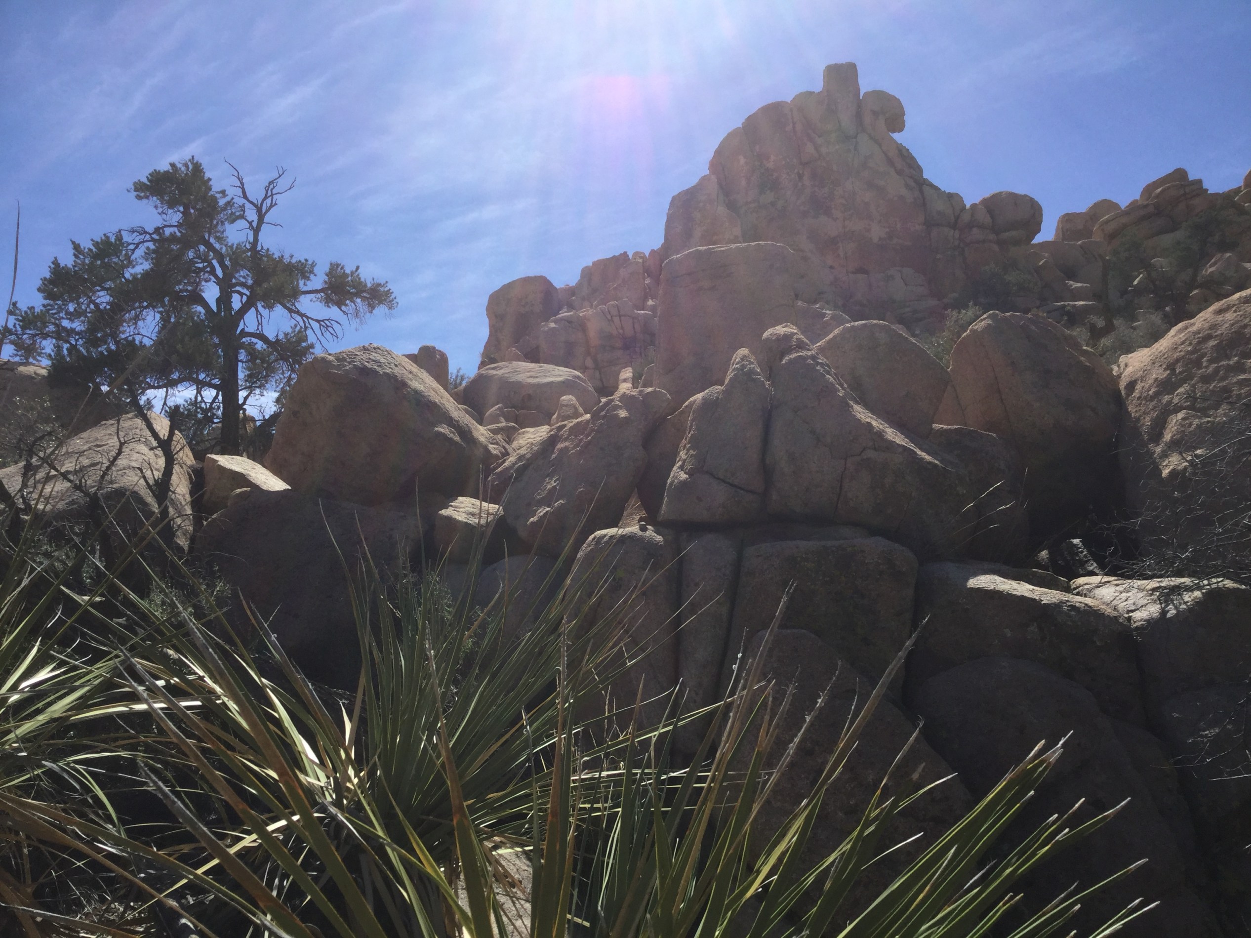 Happy Birthday, Minerva Hamilton Hoyt, and Thank You for Joshua Tree ...