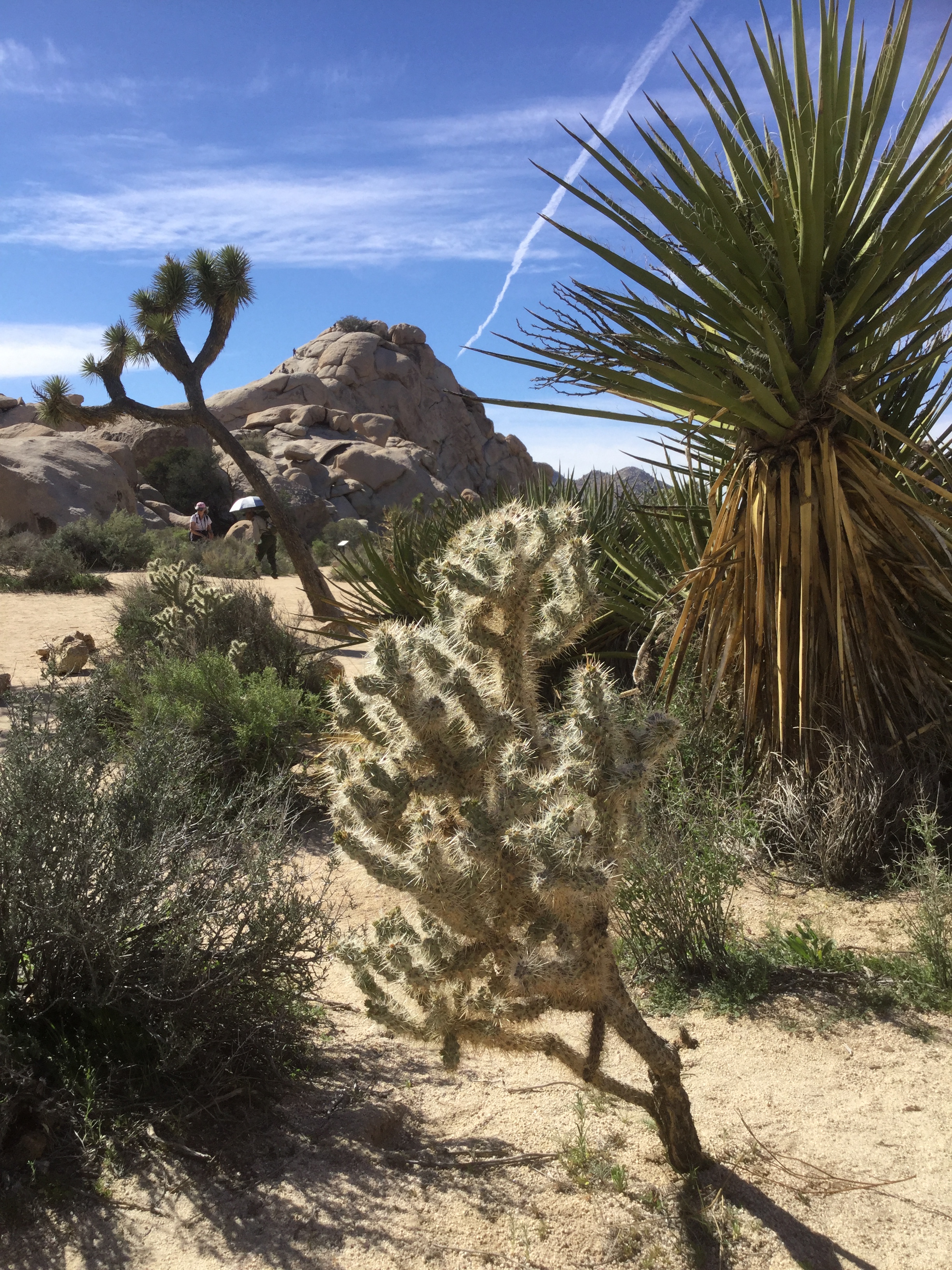 Happy Birthday, Minerva Hamilton Hoyt, and Thank You for Joshua Tree ...