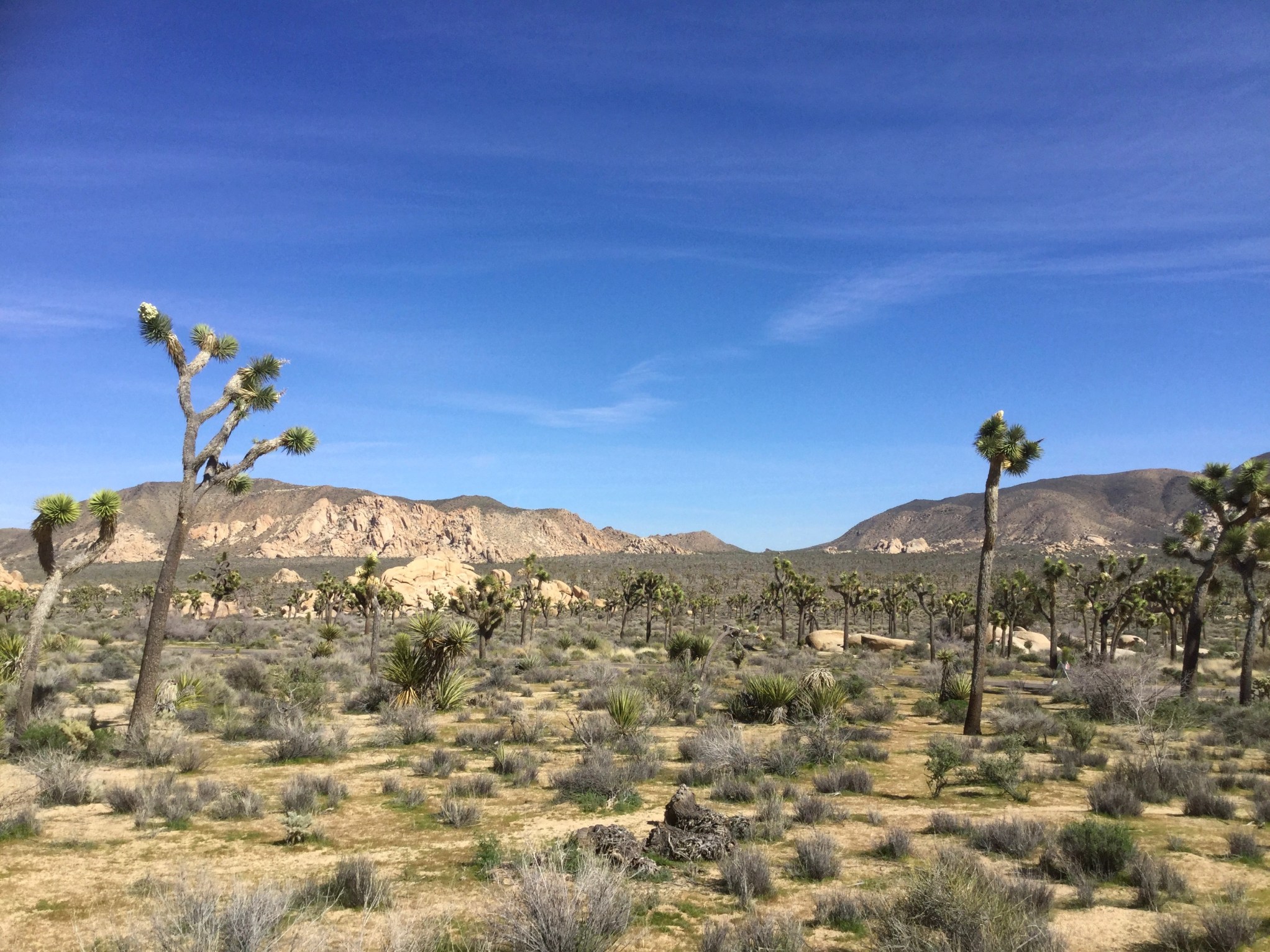 Happy Birthday, Minerva Hamilton Hoyt, and Thank You for Joshua Tree ...